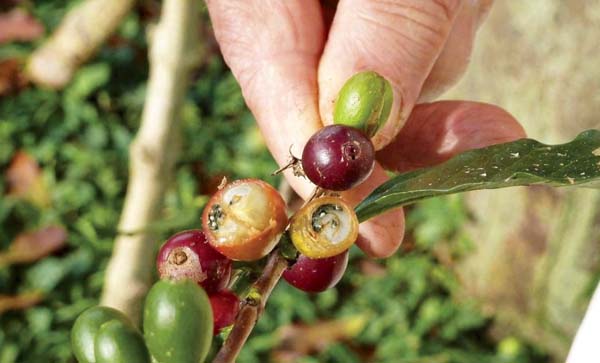 Farmers losing coffee hopeful for new solution | News, Sports, Jobs ...